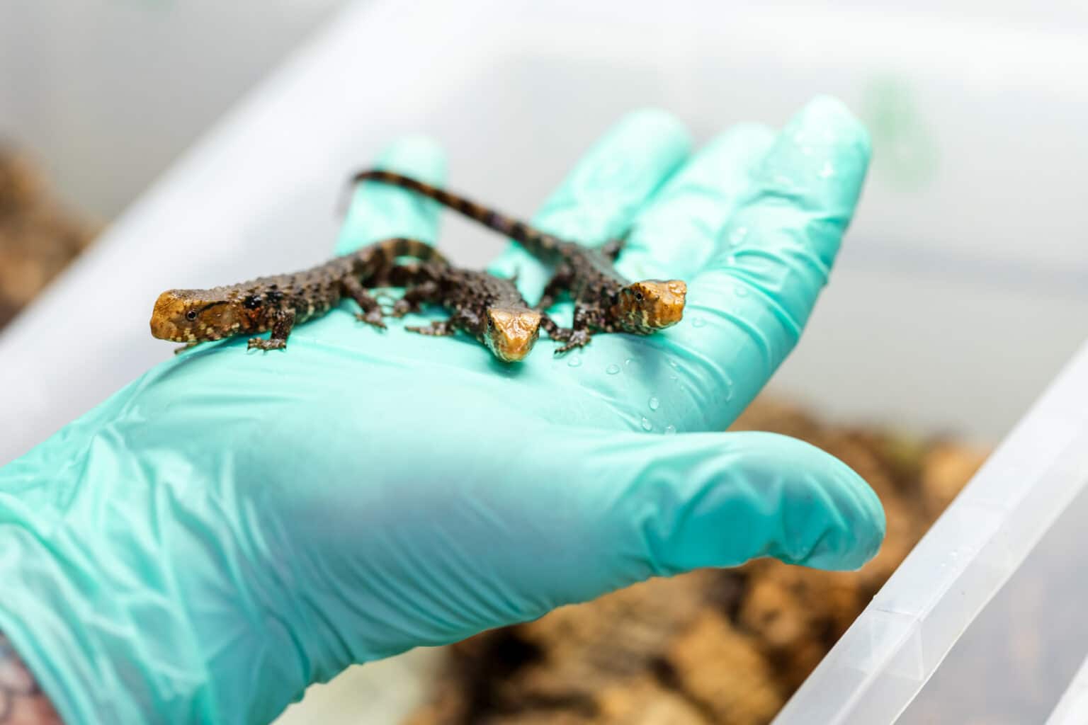 Paignton Zoo Breeds Beautiful Endangered Chinese Crocodile Lizards ...