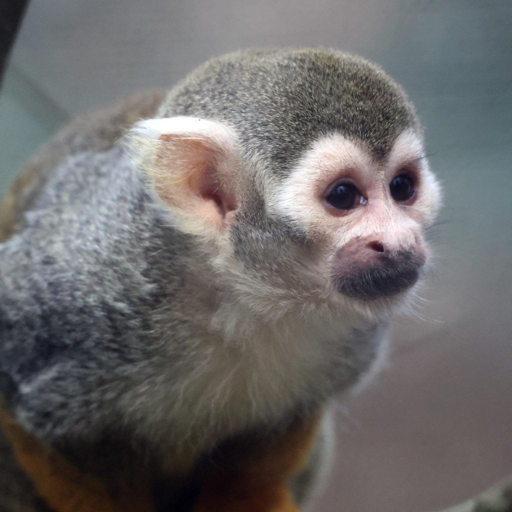 Visit Squirrel Monkey - A Zoo With Squirrel Monkey • Paignton Zoo