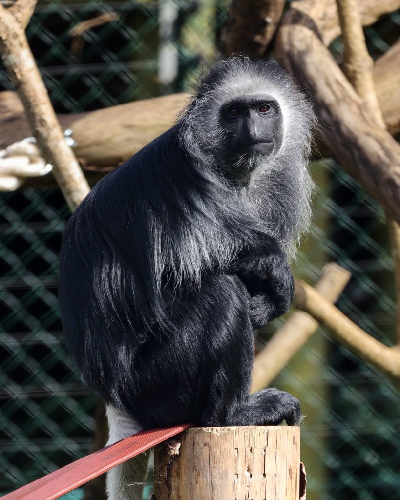Visit King Colobus - A Zoo With King Colobus • Paignton Zoo