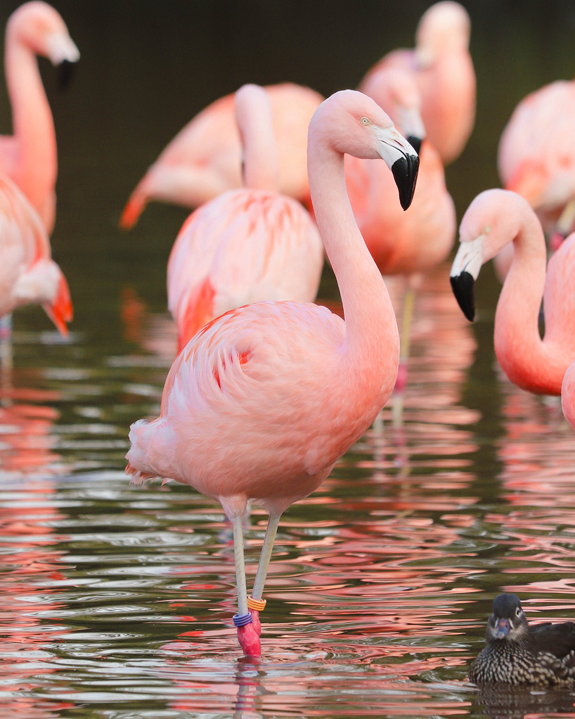 Visit Chilean Flamingo - A Zoo With Chilean Flamingo • Paignton Zoo