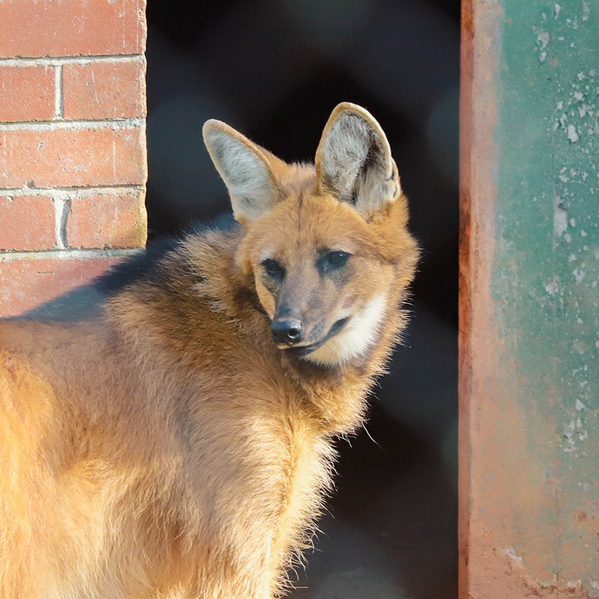 Visit Maned Wolf - A Zoo With Maned Wolf • Paignton Zoo