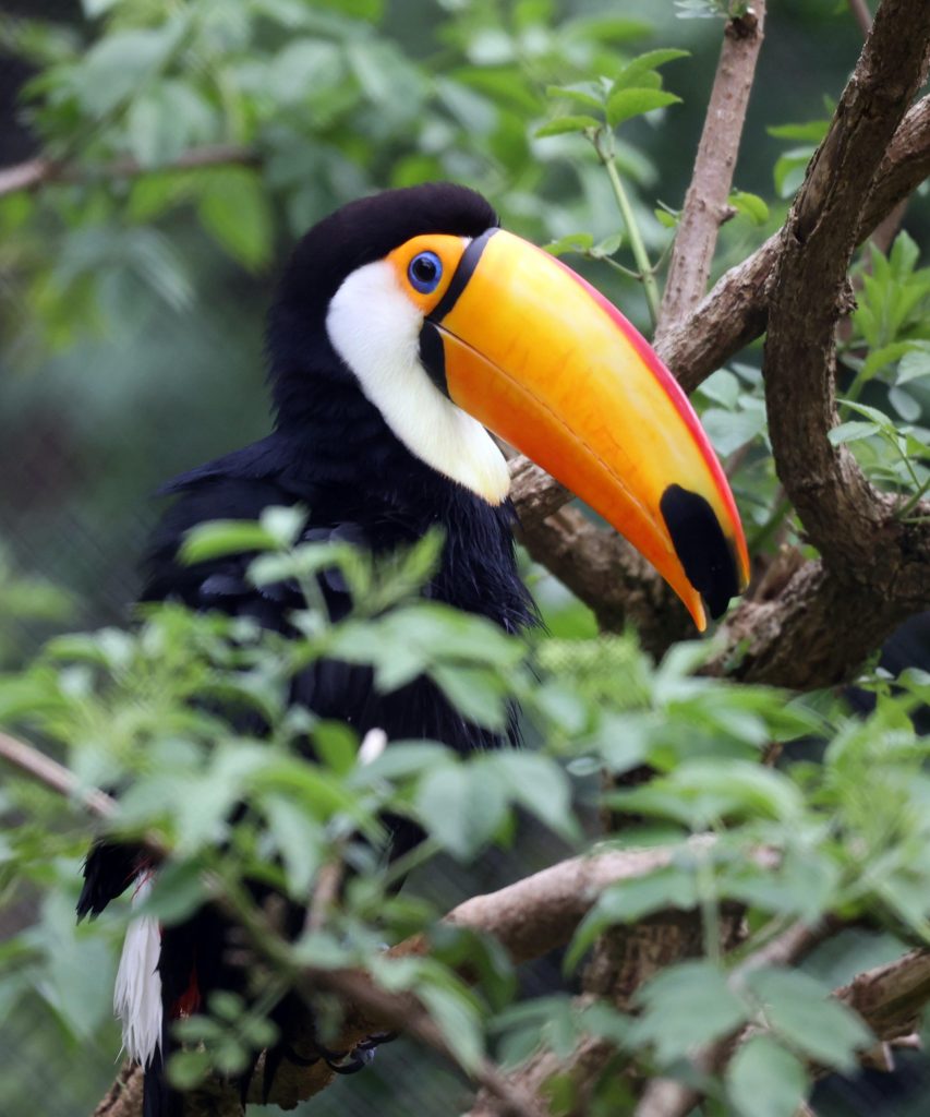 Visit Toco Toucan - A Zoo With Toco Toucan • Paignton Zoo