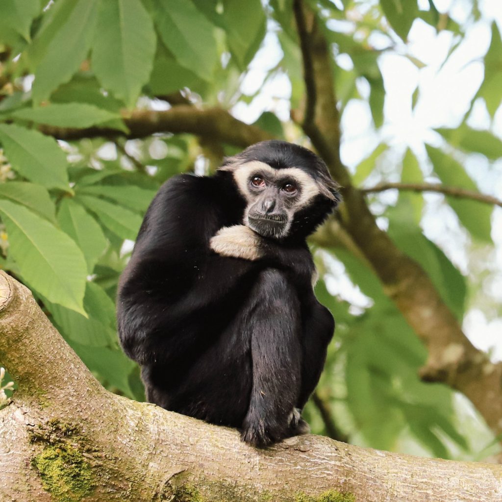 Visit Pileated Gibbon - A Zoo With Pileated Gibbon • Paignton Zoo