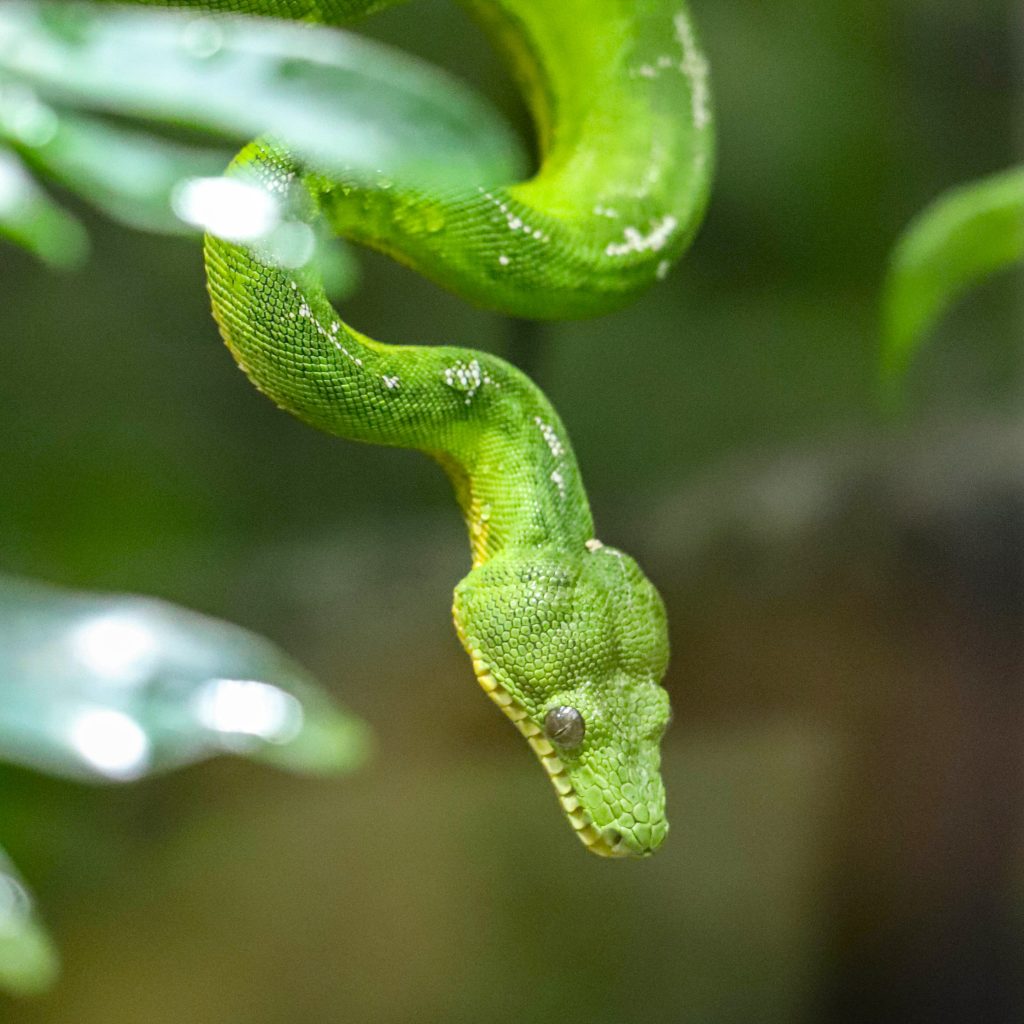 Visit Emerald Tree Boa - A Zoo With Emerald Tree Boa • Paignton Zoo