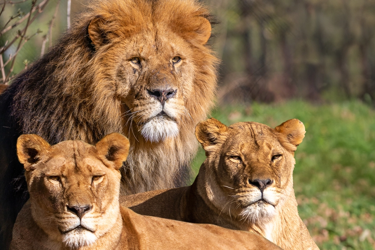 Visit Lion Experience - Animal Experience • Paignton Zoo