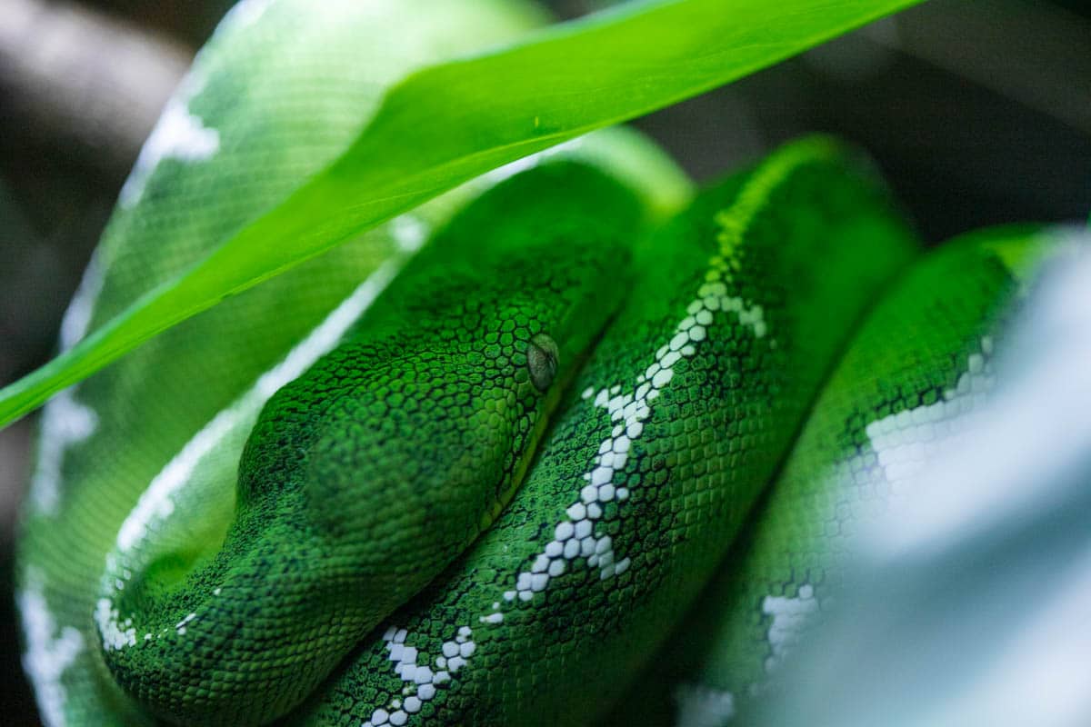 Visit Emerald Tree Boa - A Zoo With Emerald Tree Boa • Paignton Zoo
