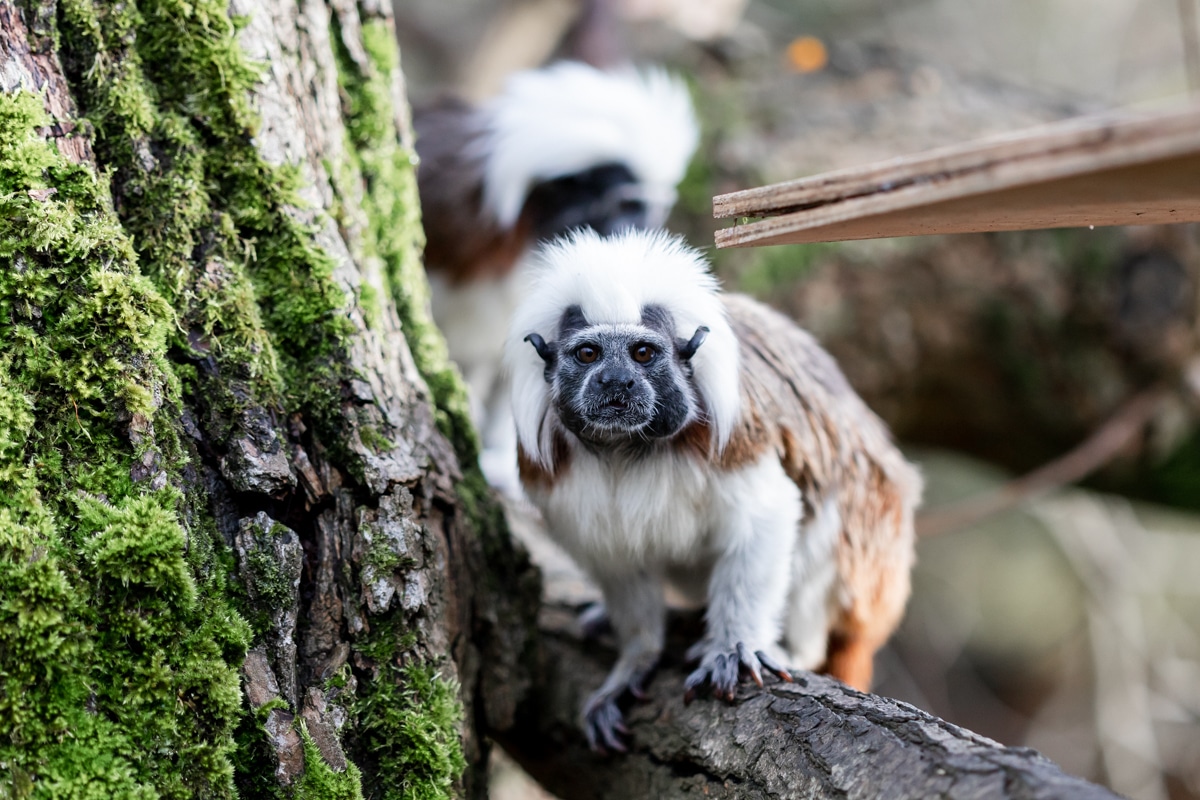 Visit Cotton-top Tamarin - A Zoo With Cotton-top Tamarin • Paignton Zoo