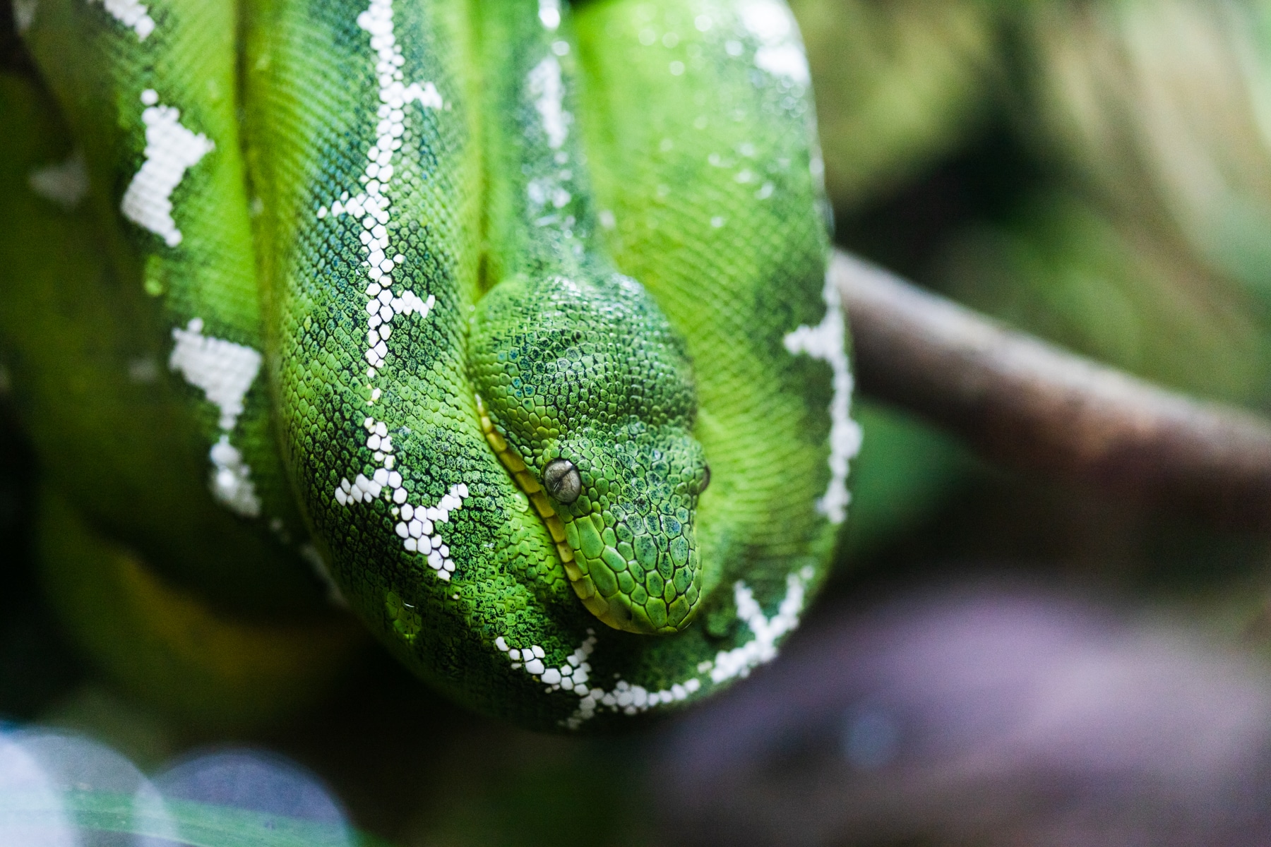 Visit Emerald Tree Boa - A Zoo With Emerald Tree Boa • Paignton Zoo