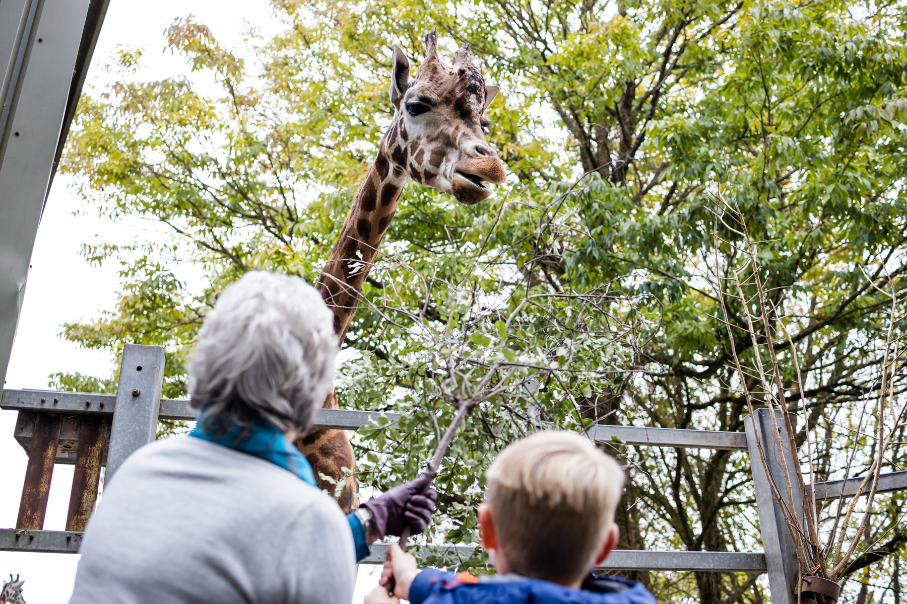 Visit Giraffe Experience - Animal Experience • Paignton Zoo