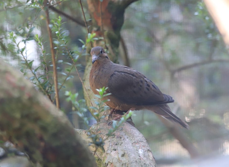 Visit Socorro Dove - A Zoo With Socorro Dove • Paignton Zoo