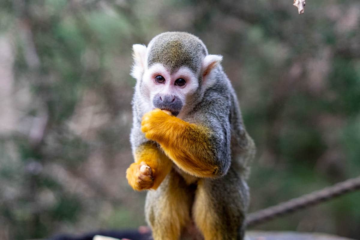 Squirrel Monkey Description