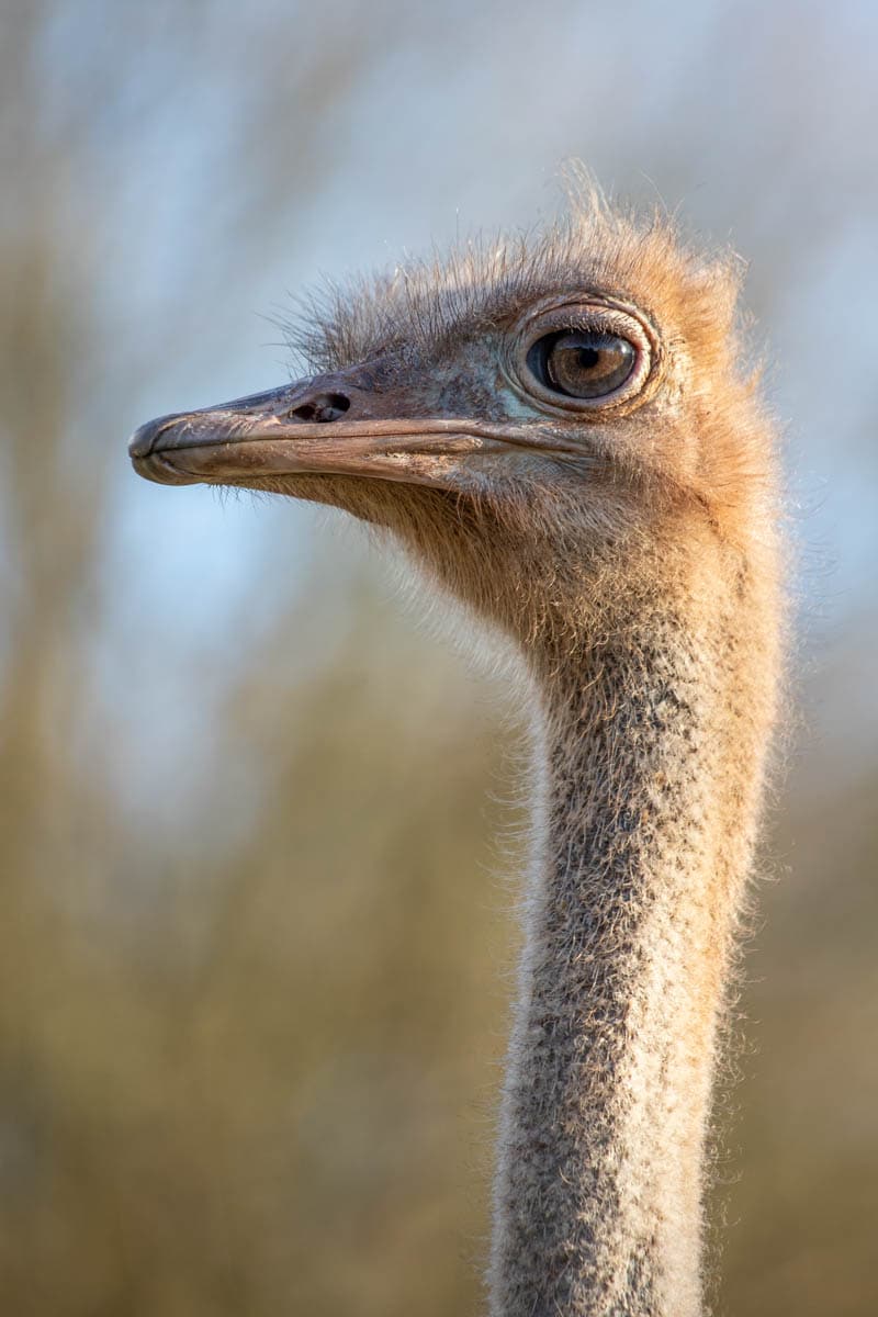Visit Red-necked Ostrich - A Zoo With Red-necked Ostrich • Paignton Zoo