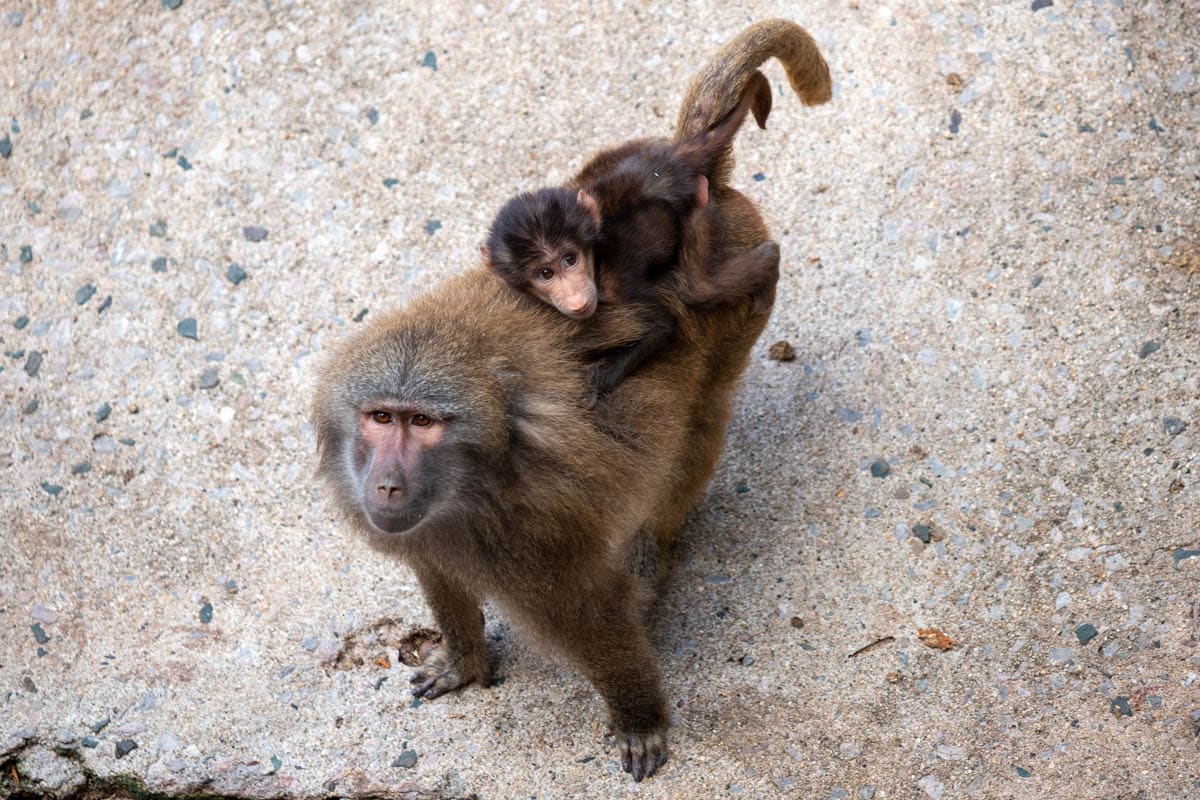 Visit Hamadryas Baboon - A Zoo With Hamadryas Baboon • Paignton Zoo