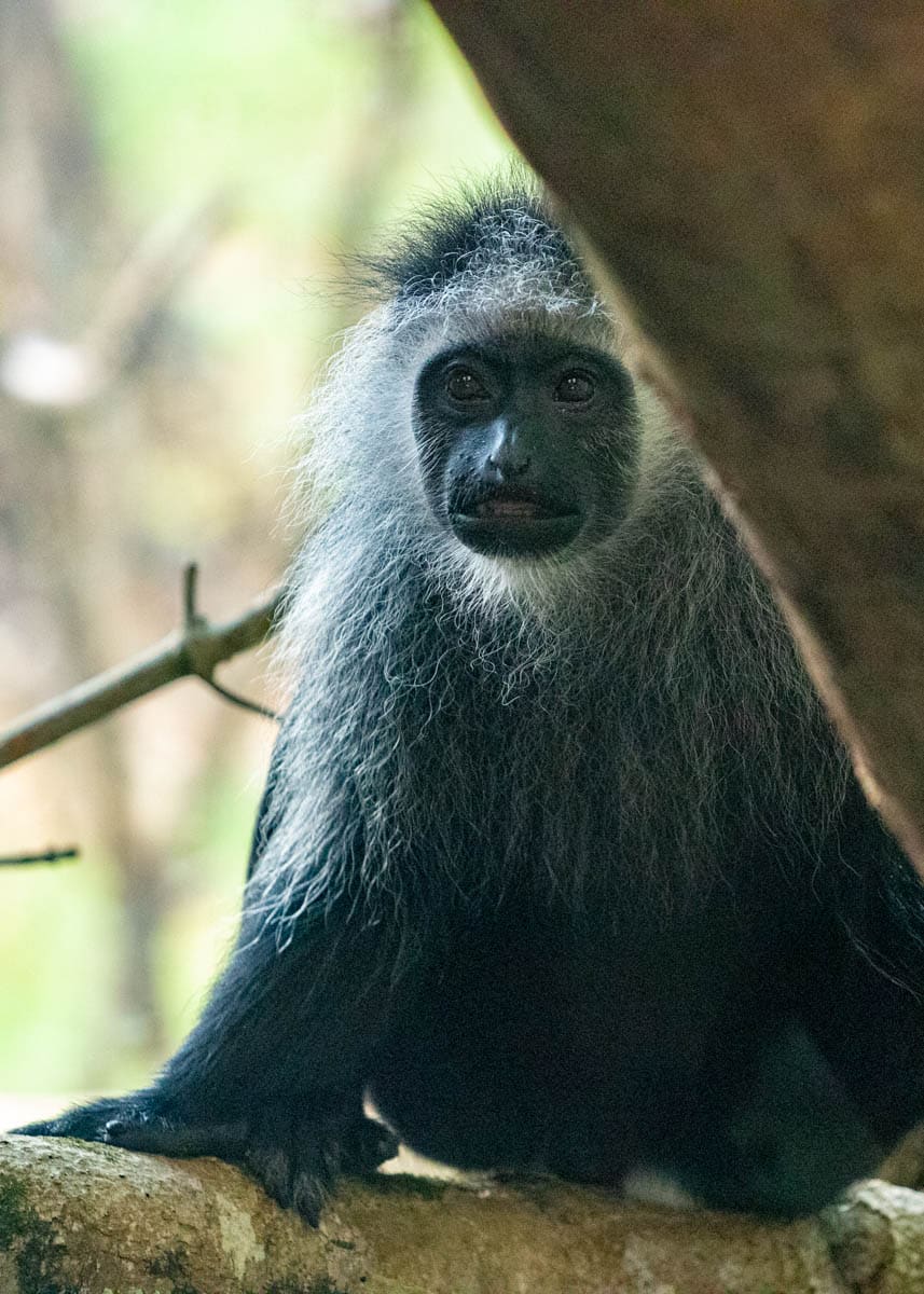 Visit King Colobus - A Zoo With King Colobus • Paignton Zoo