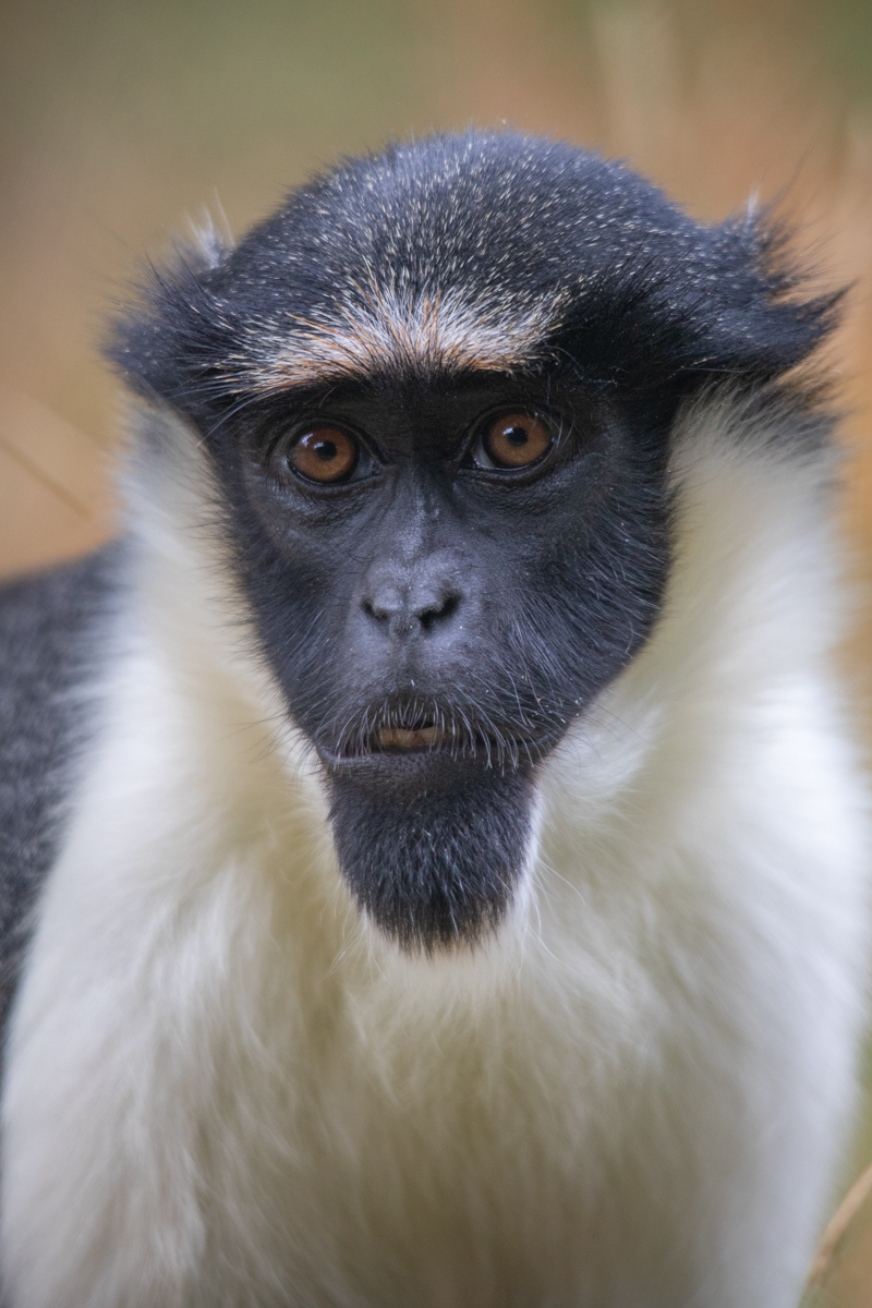 Visit Diana Monkey - A Zoo With Diana Monkey • Paignton Zoo