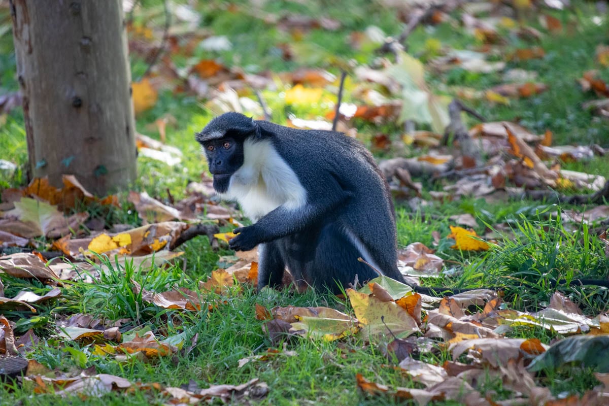 Visit Diana Monkey - A Zoo With Diana Monkey • Paignton Zoo