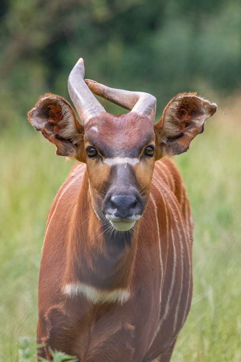 Visit Eastern Mountain Bongo - A Zoo With Eastern Mountain Bongo ...