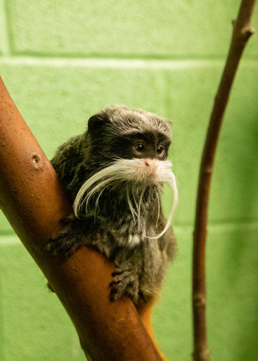 Visit Emperor Tamarin - A Zoo With Emperor Tamarin • Paignton Zoo