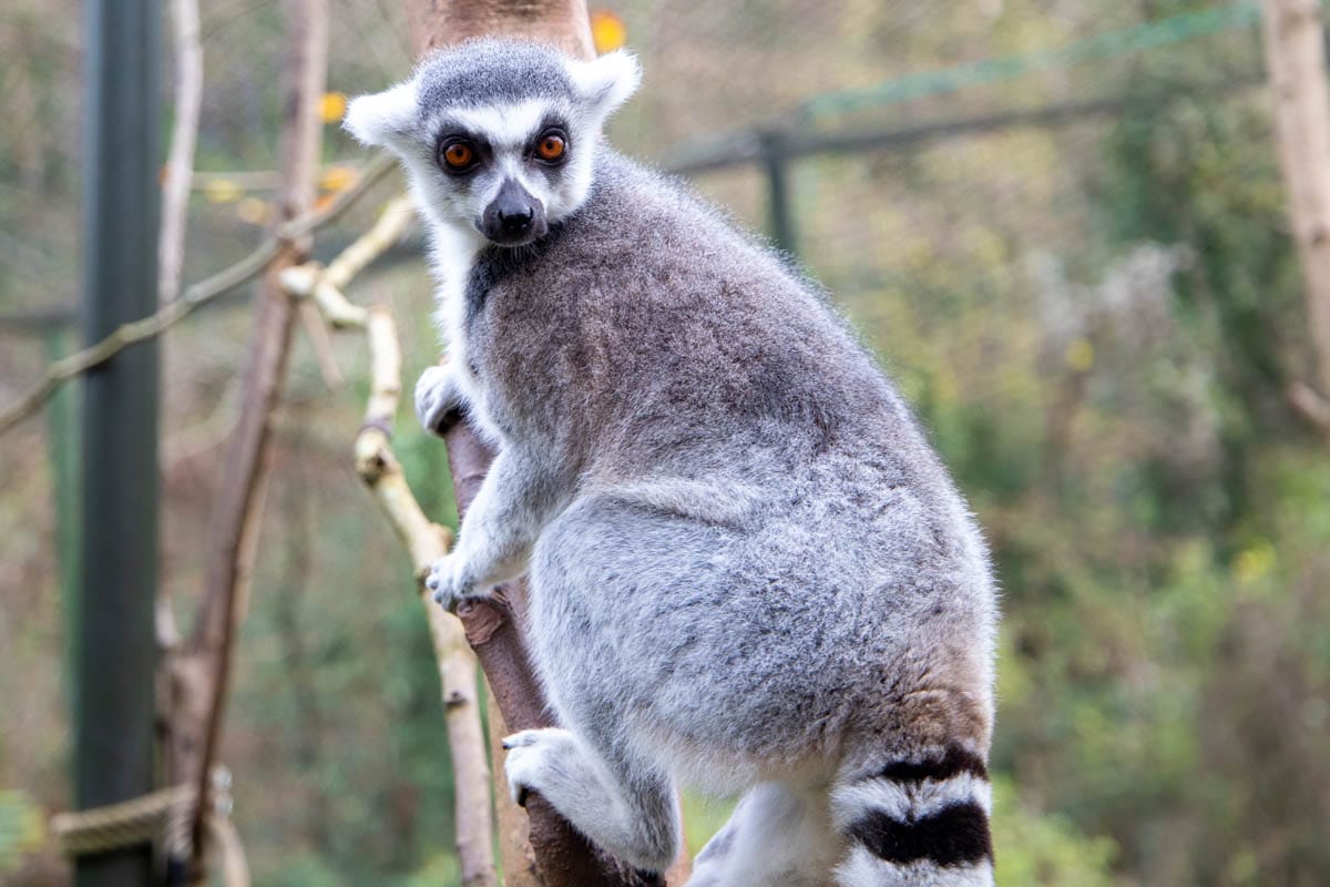 Visit Ring-tailed Lemur - A Zoo With Ring-tailed Lemur • Paignton Zoo