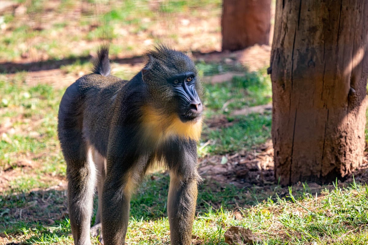 Visit Mandrill - A Zoo With Mandrill • Paignton Zoo