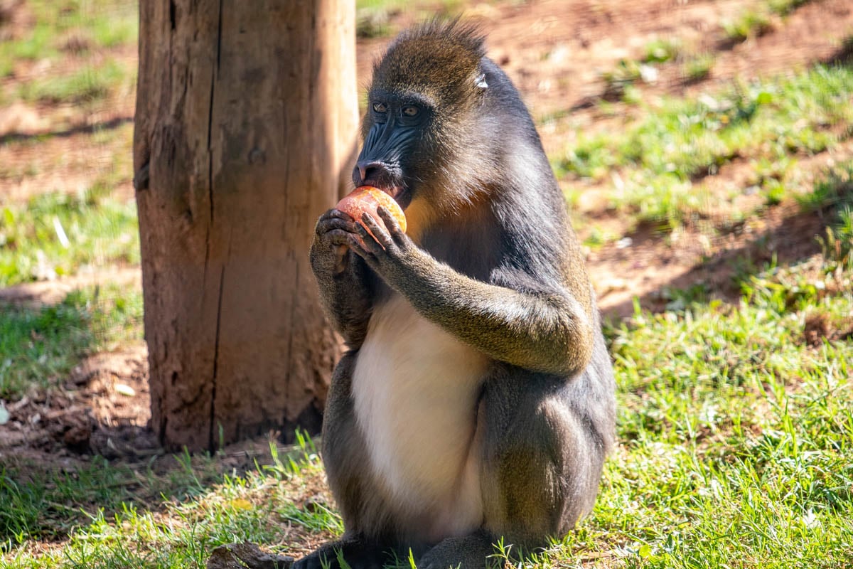 Visit Mandrill - A Zoo With Mandrill • Paignton Zoo