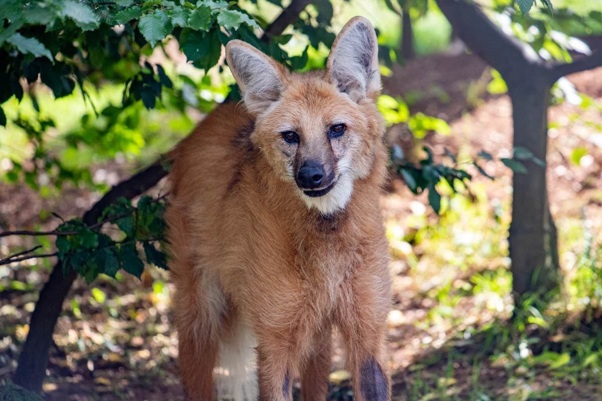 Visit Maned Wolf - A Zoo With Maned Wolf • Paignton Zoo