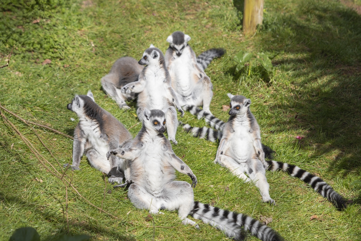 Visit Ring-tailed Lemur - A Zoo With Ring-tailed Lemur • Paignton Zoo