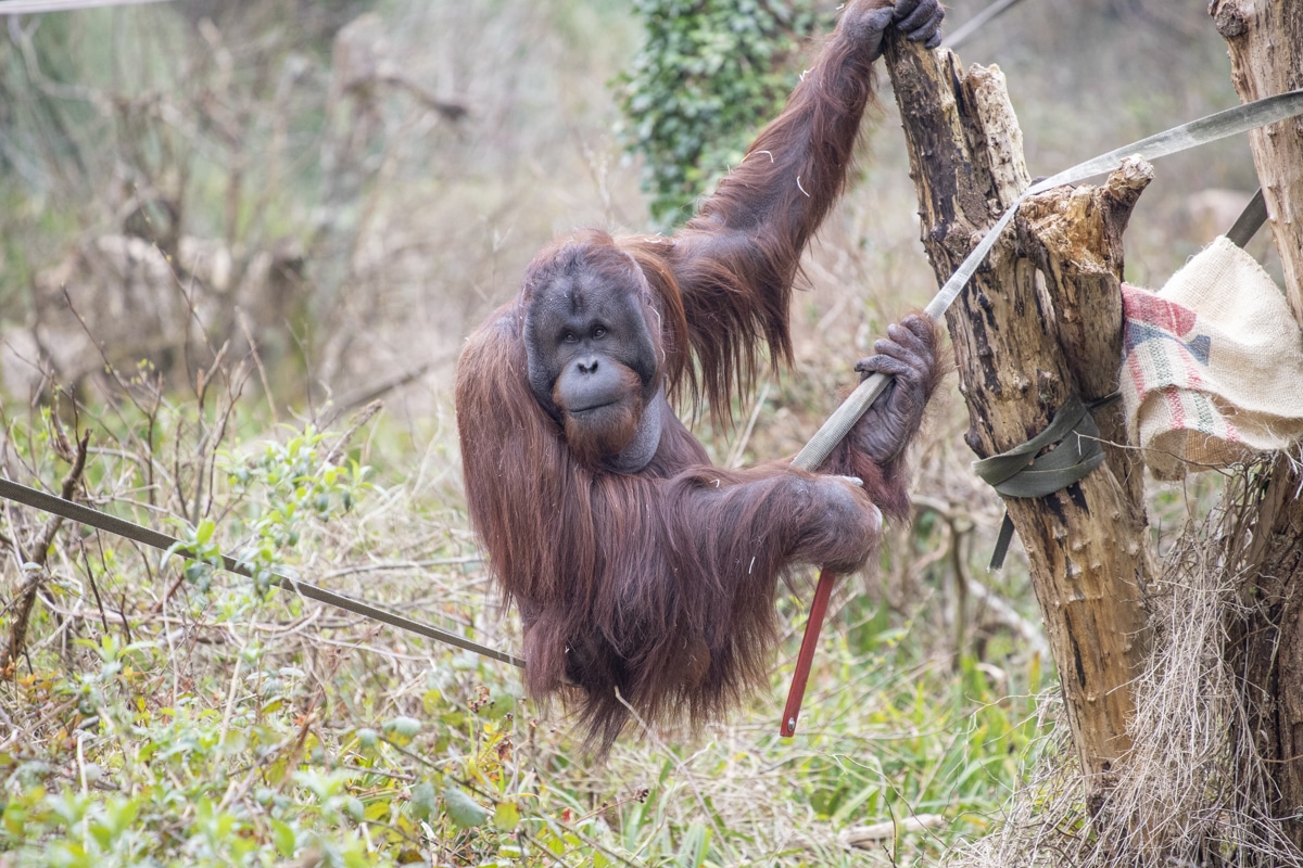 Visit Bornean Orang-utan - A Zoo With Bornean Orang-utan • Paignton Zoo