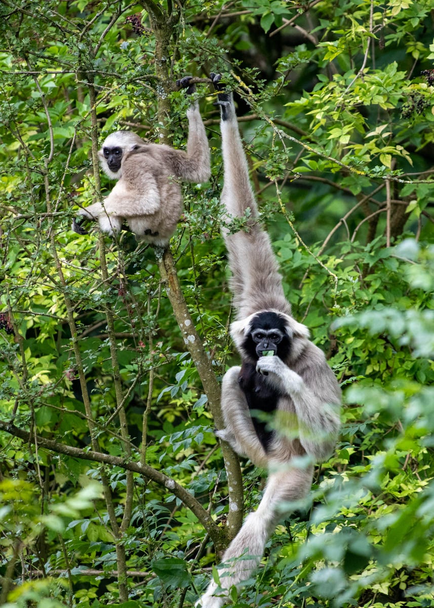 Visit Pileated Gibbon - A Zoo With Pileated Gibbon • Paignton Zoo