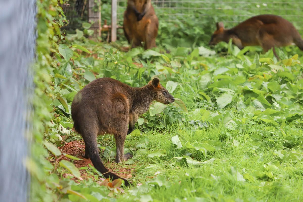 Visit Swamp Wallaby - A Zoo With Swamp Wallaby • Paignton Zoo