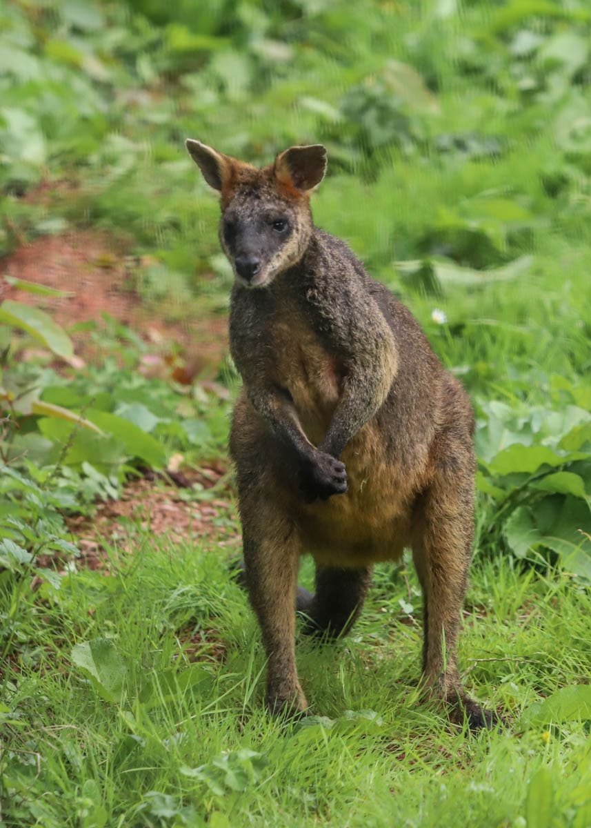 Visit Swamp Wallaby - A Zoo With Swamp Wallaby • Paignton Zoo