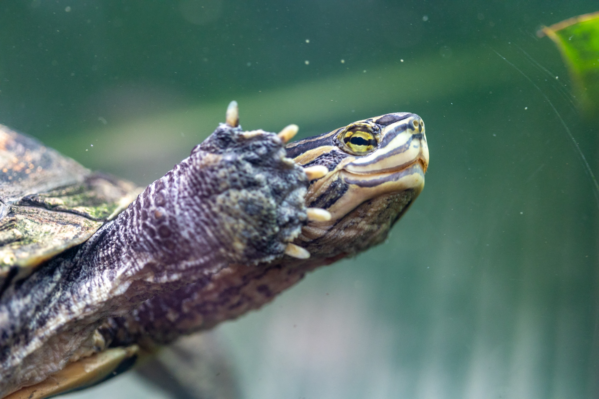 Visit Annam Leaf Turtle - A Zoo With Annam Leaf Turtle • Paignton Zoo