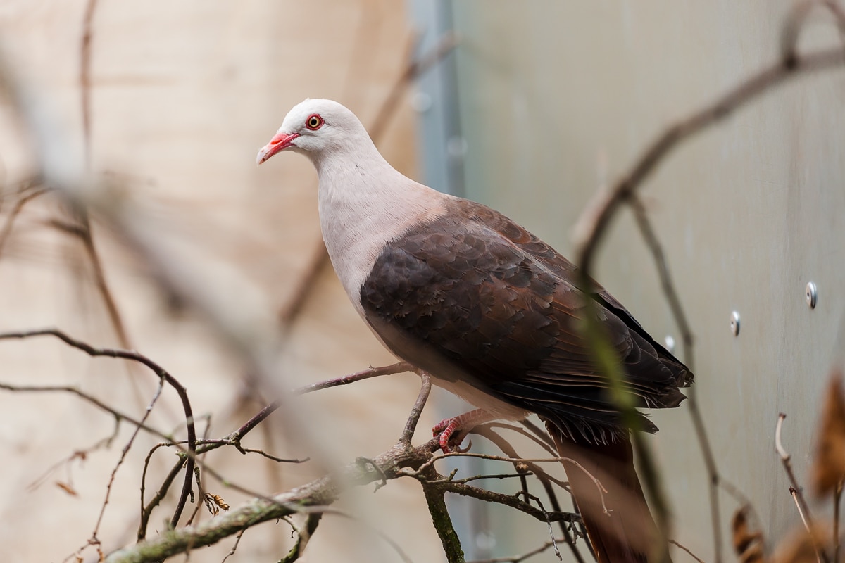 Visit Pink Pigeon - A Zoo With Pink Pigeon • Paignton Zoo