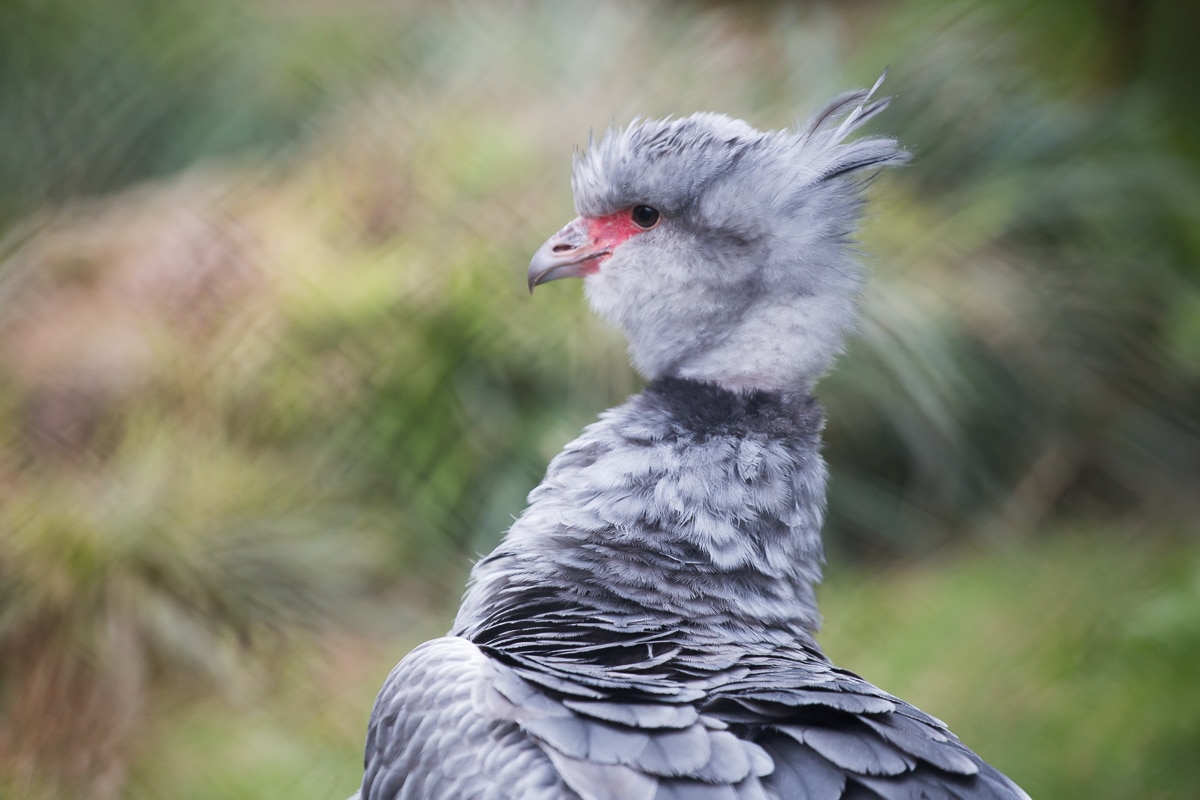 Visit Southern Screamer - A Zoo With Southern Screamer • Paignton Zoo