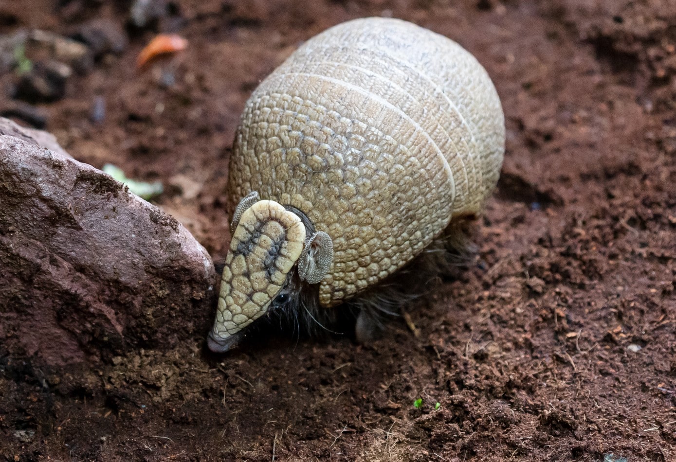 Visit Southern Three-banded Armadillo - A Zoo With Southern Three-banded Armadillo • Paignton Zoo