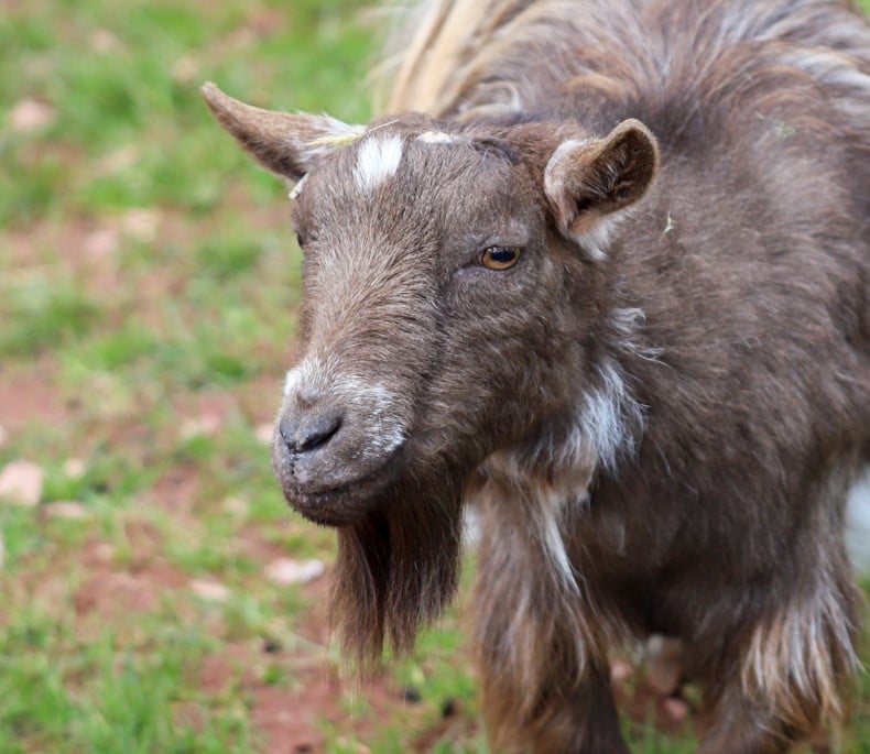 Visit Pygmy Goat - A Zoo With Pygmy Goat • Paignton Zoo