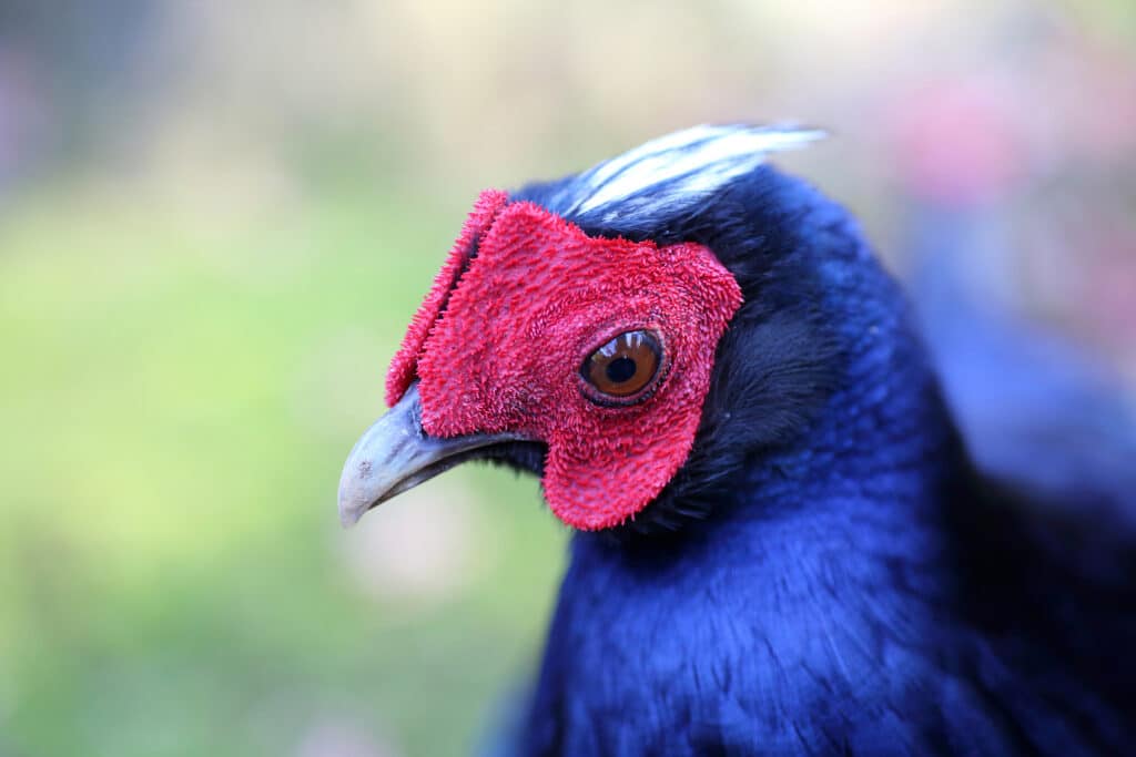 Visit Edwards' Pheasant - A Zoo With Edwards' Pheasant • Paignton Zoo