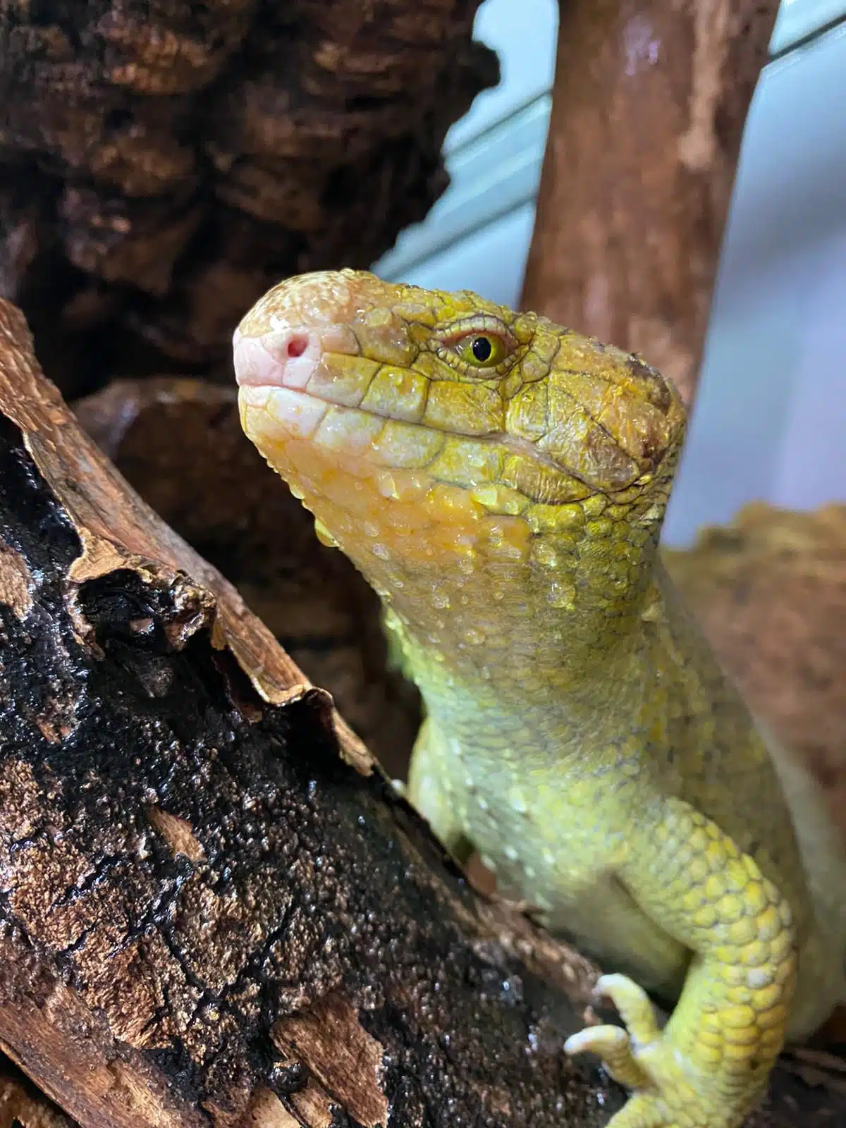 Visit Solomon Island Skink - A Zoo With Solomon Island Skink • Paignton Zoo