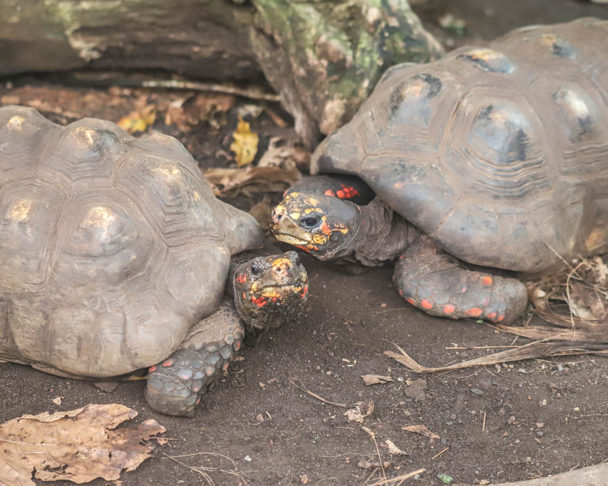 Visit Red-footed Tortoise - A Zoo With Red-footed Tortoise • Paignton Zoo