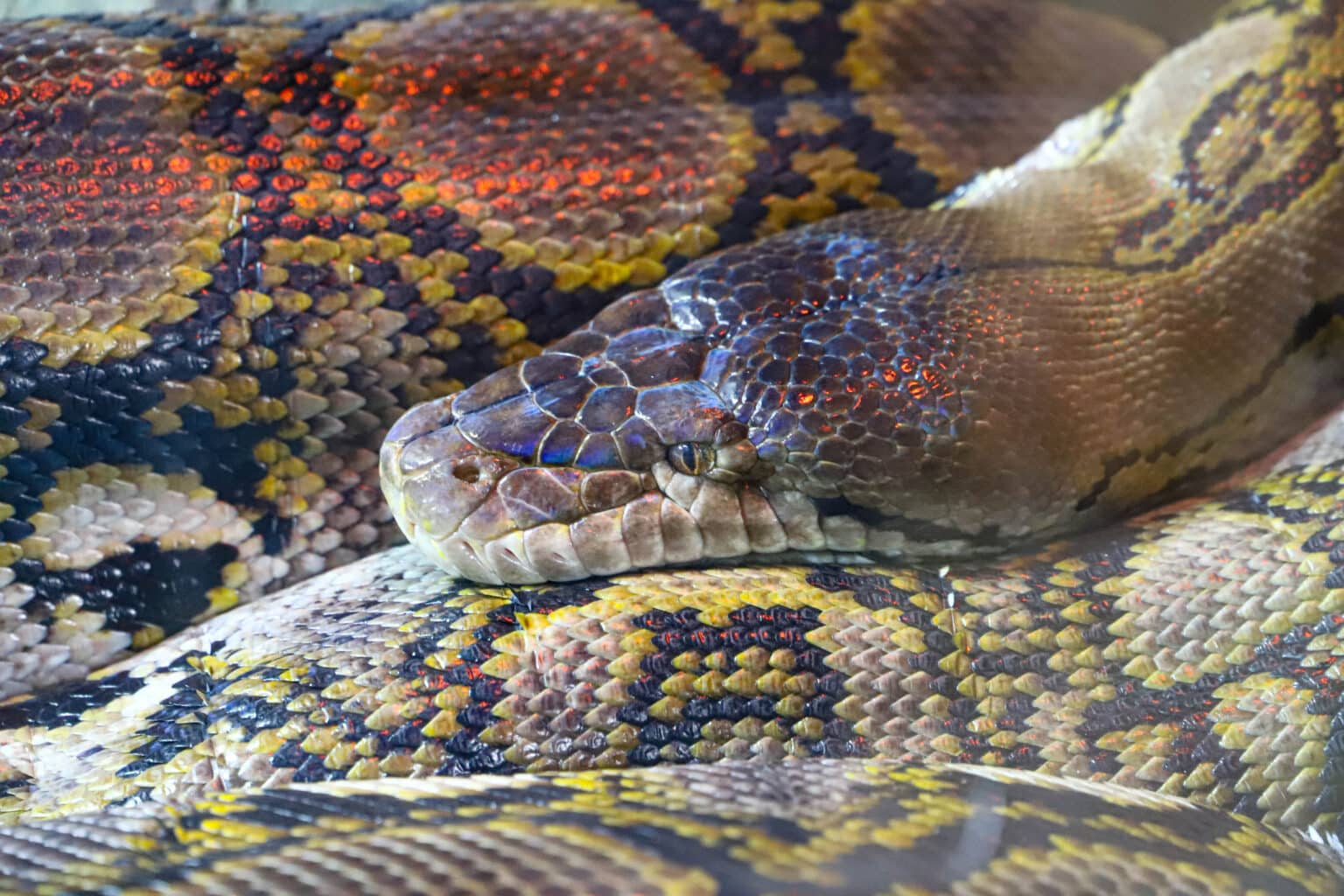 Visit Reticulated Python - A Zoo With Reticulated Python • Paignton Zoo