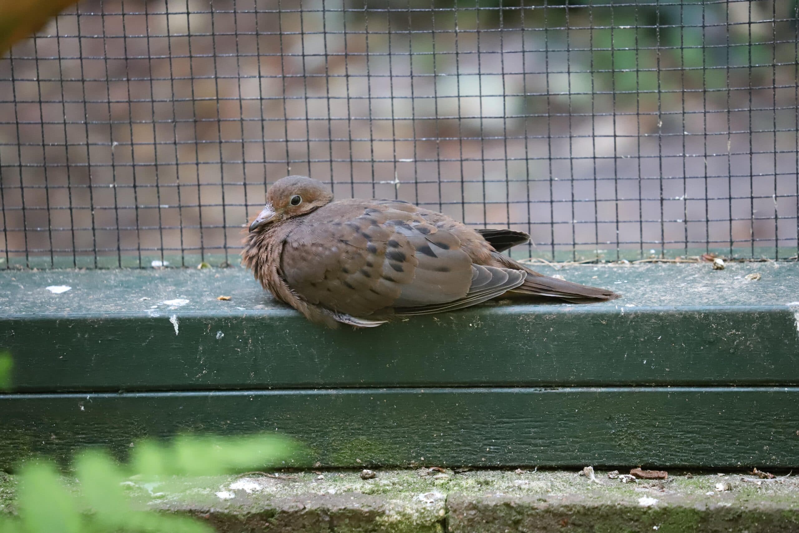 Socorro Dove Breeding Success • Paignton Zoo