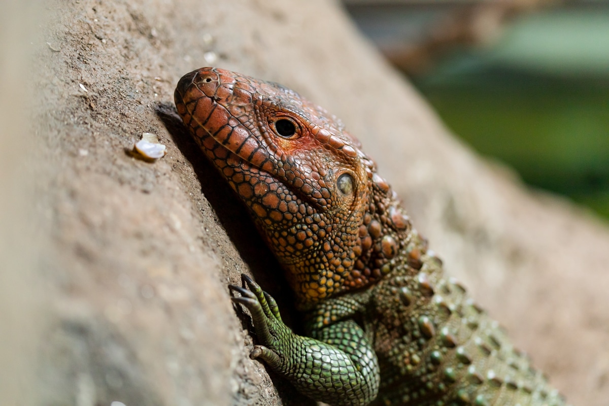 Visit Northern Caiman Lizard - A Zoo With Northern Caiman Lizard ...