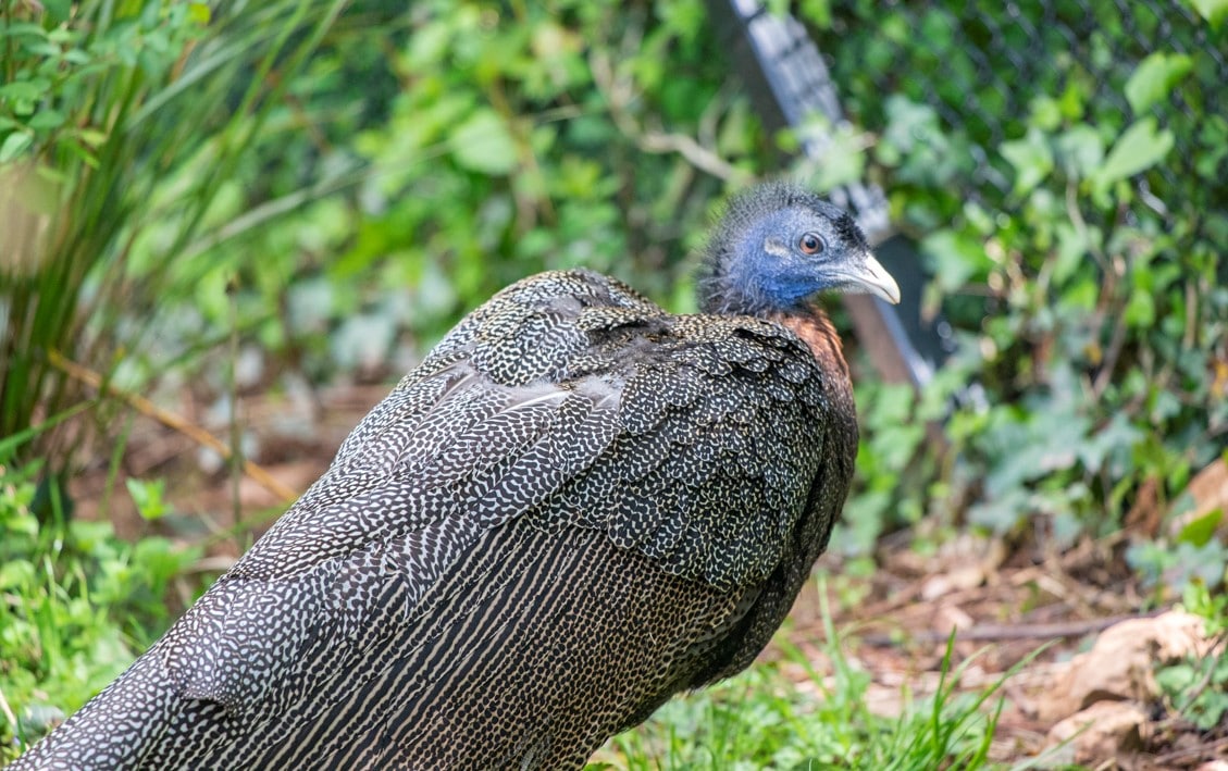 Visit Great Argus Pheasant - A Zoo With Great Argus Pheasant • Paignton Zoo