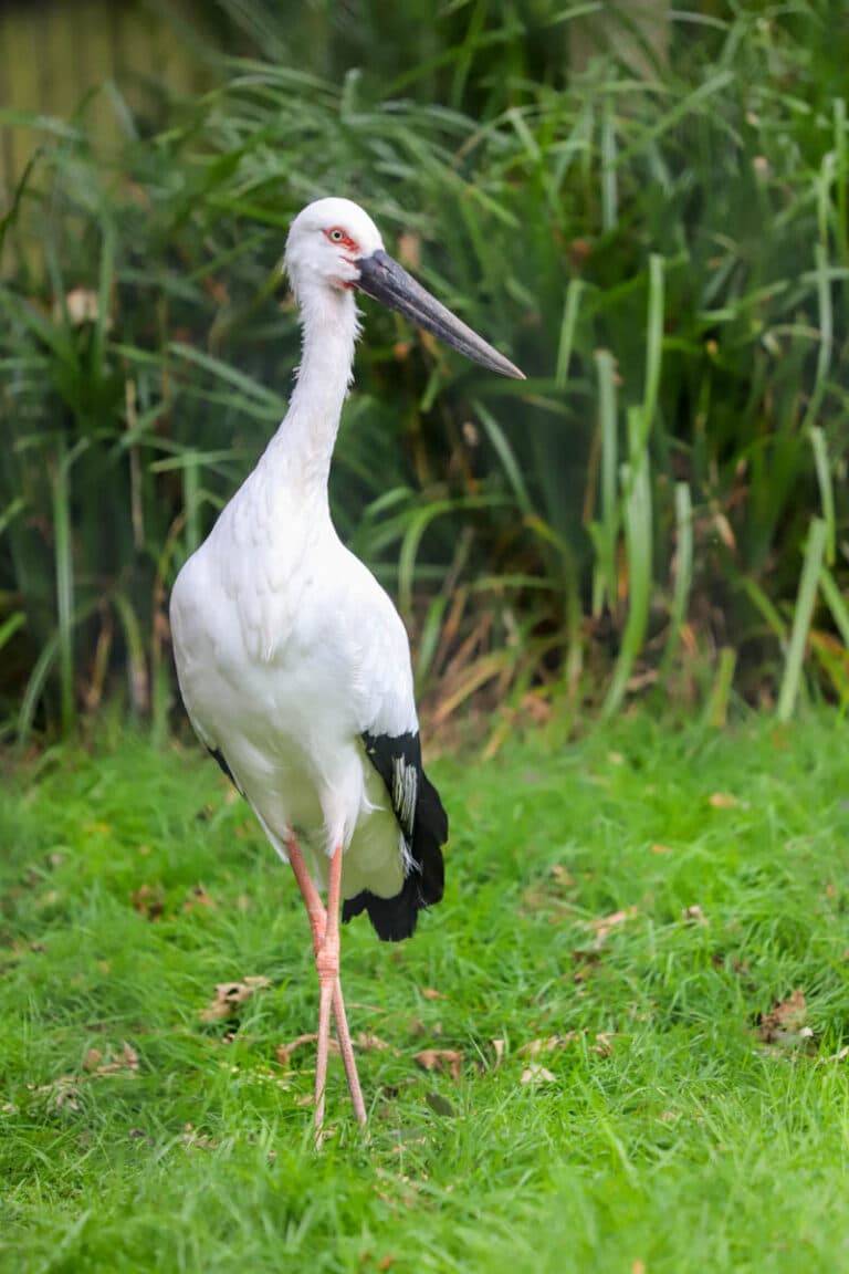 Stunning Oriental White Storks Go On-show • Paignton Zoo