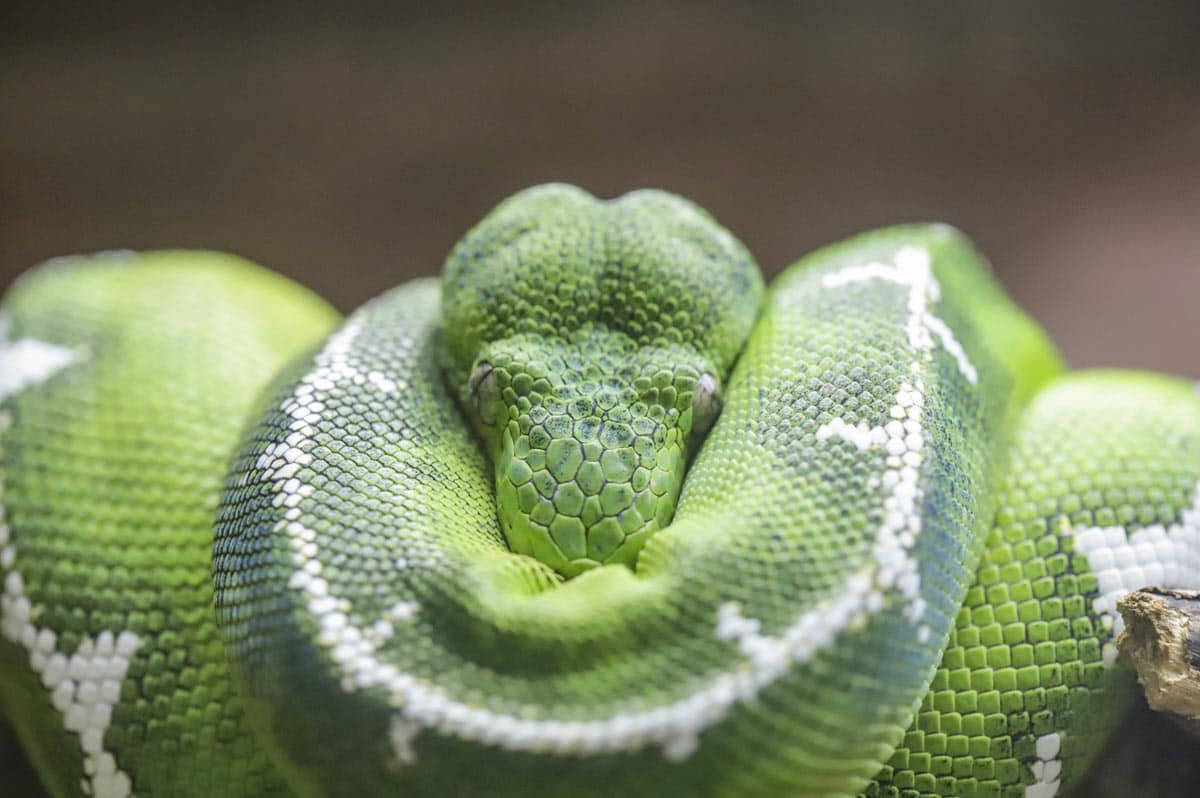 Tropical Trails & Tribulations • Paignton Zoo