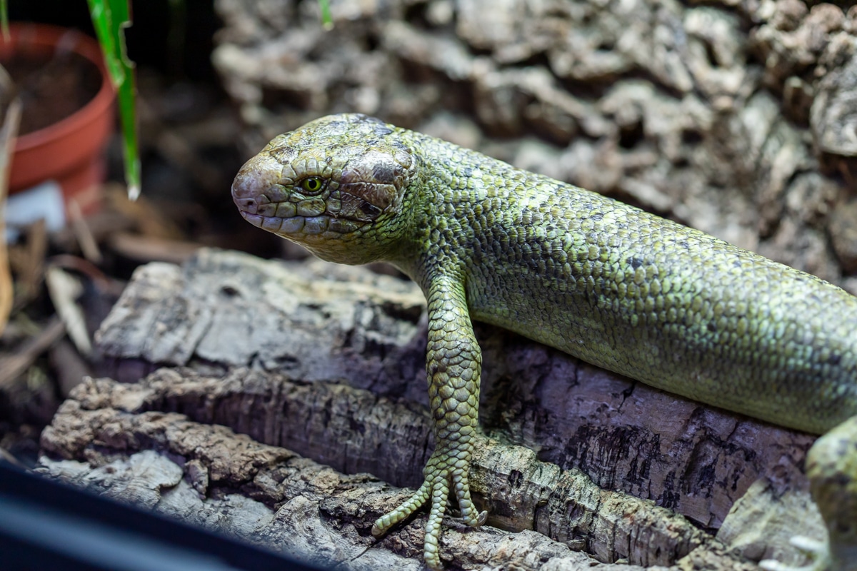 Visit Solomon Island Skink - A Zoo With Solomon Island Skink • Paignton Zoo
