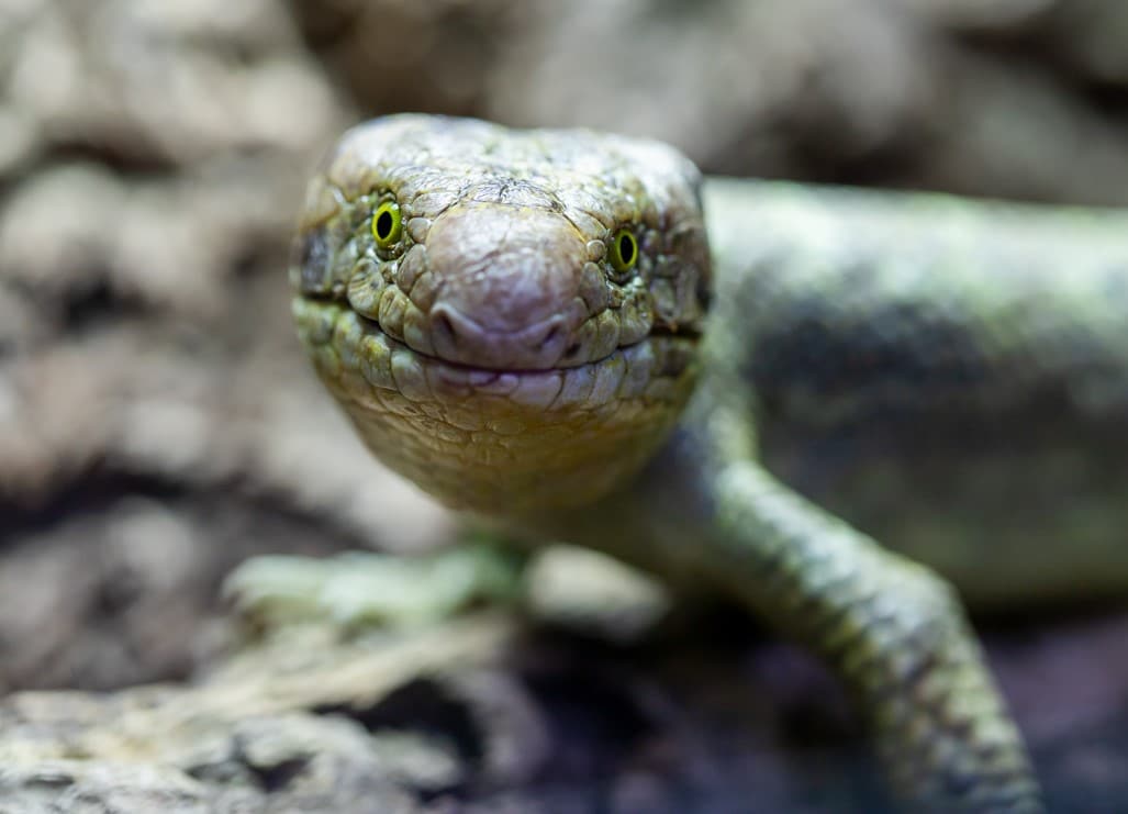 Visit Solomon Island Skink - A Zoo With Solomon Island Skink • Paignton Zoo
