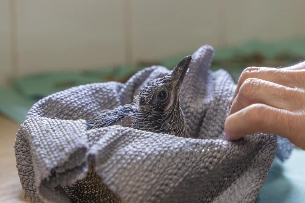 Roadrunner Chick Fledges At Paignton Zoo • Paignton Zoo