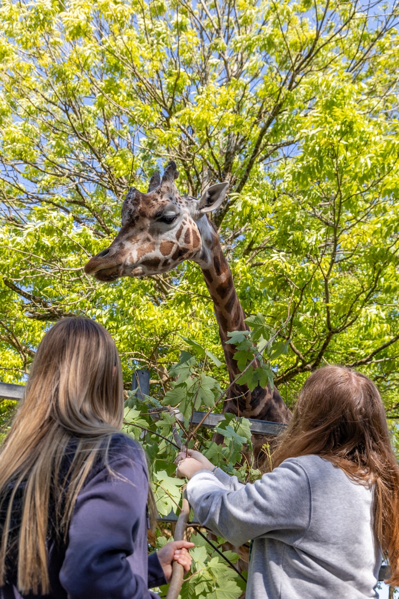 Animal Experiences • Paignton Zoo