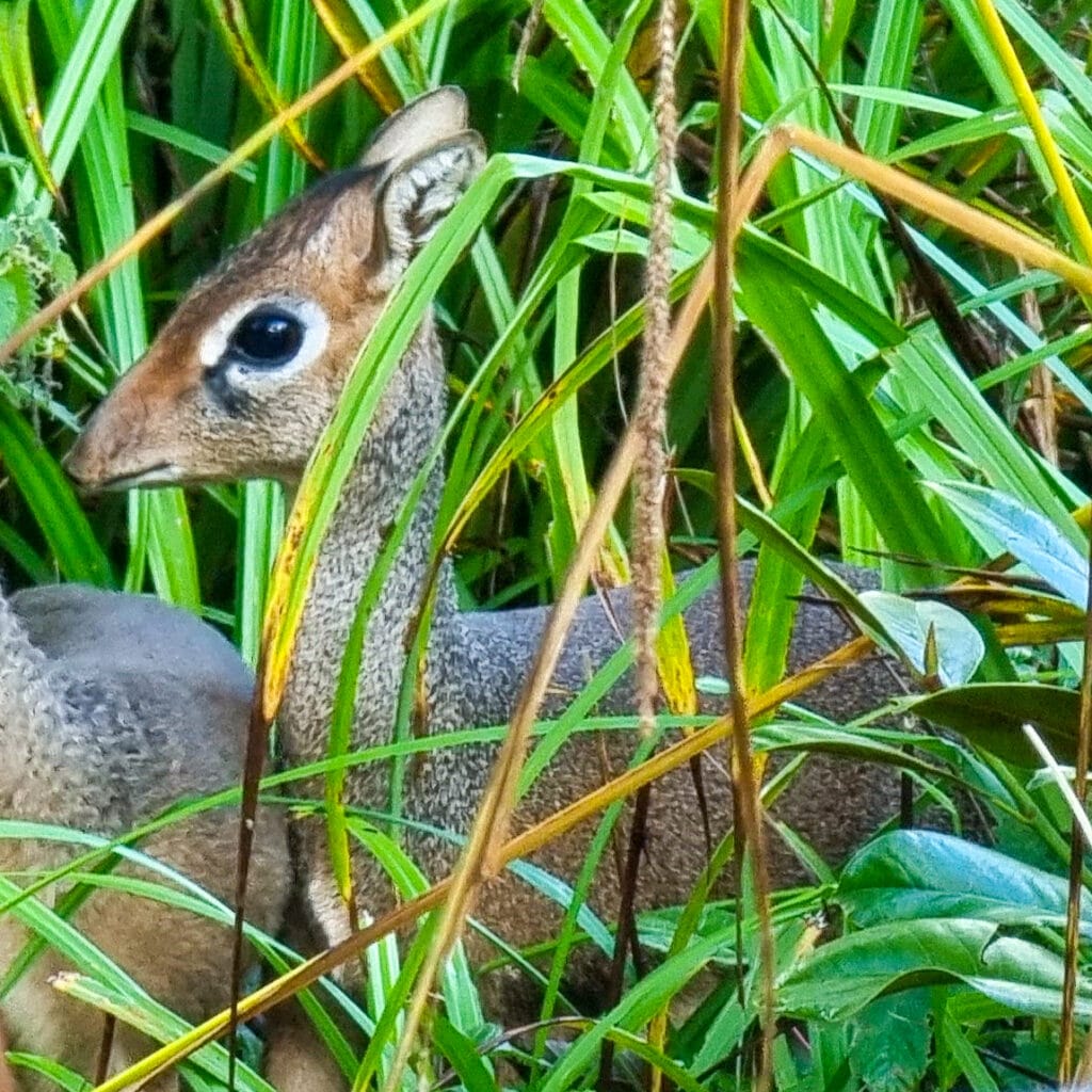 Have You Ever Seen A Dik-dik? • Paignton Zoo